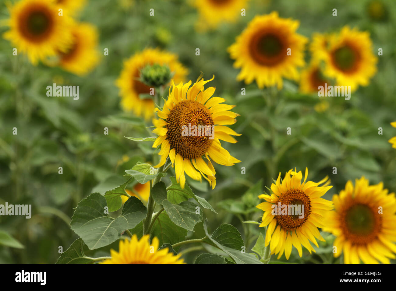 Sunflower farm with natural background. Sunflower blooming Stock Photo ...
