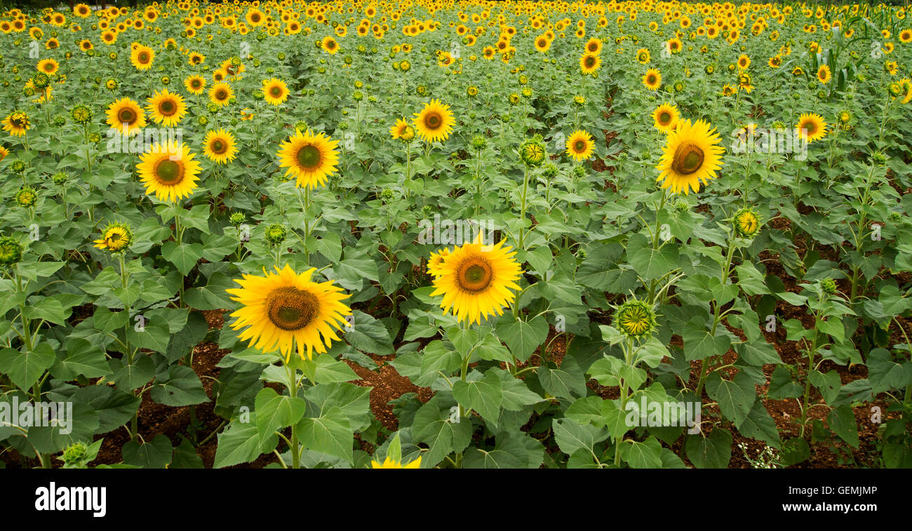 Sunflower farm with natural background. Sunflower blooming Stock Photo ...