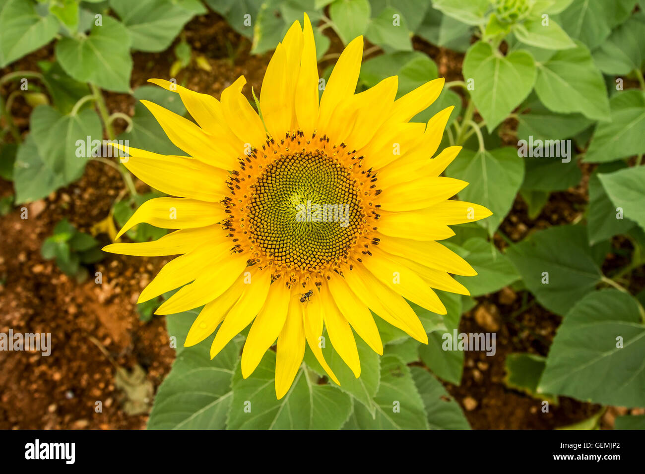 Sunflower farm with natural background. Sunflower blooming Stock Photo ...