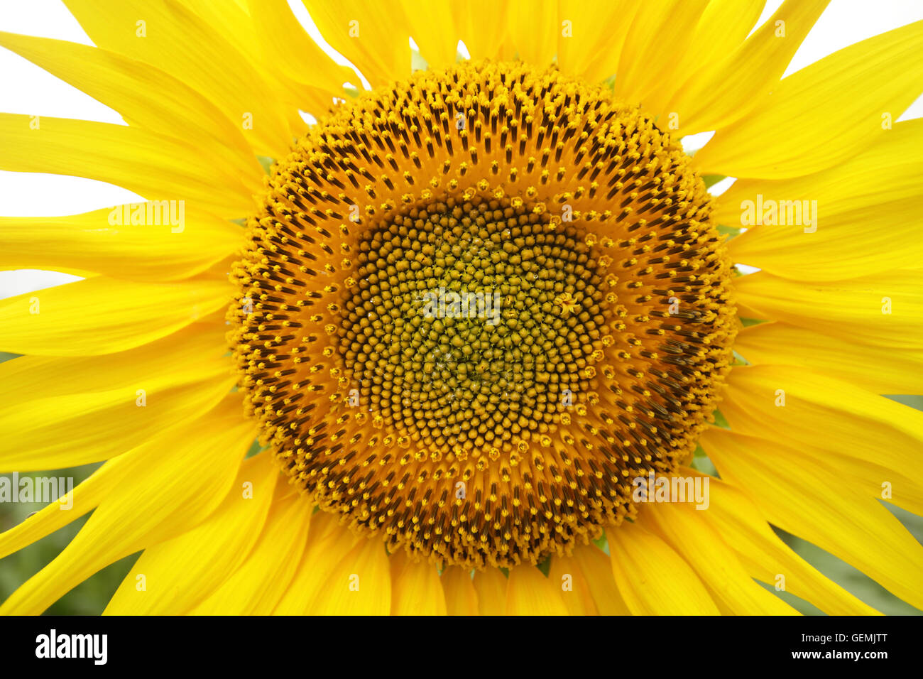 Sunflower farm with natural background. Sunflower blooming Stock Photo ...
