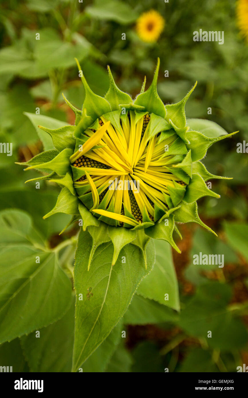 bud of Sunflower with natural background. Sunflower blooming Stock ...