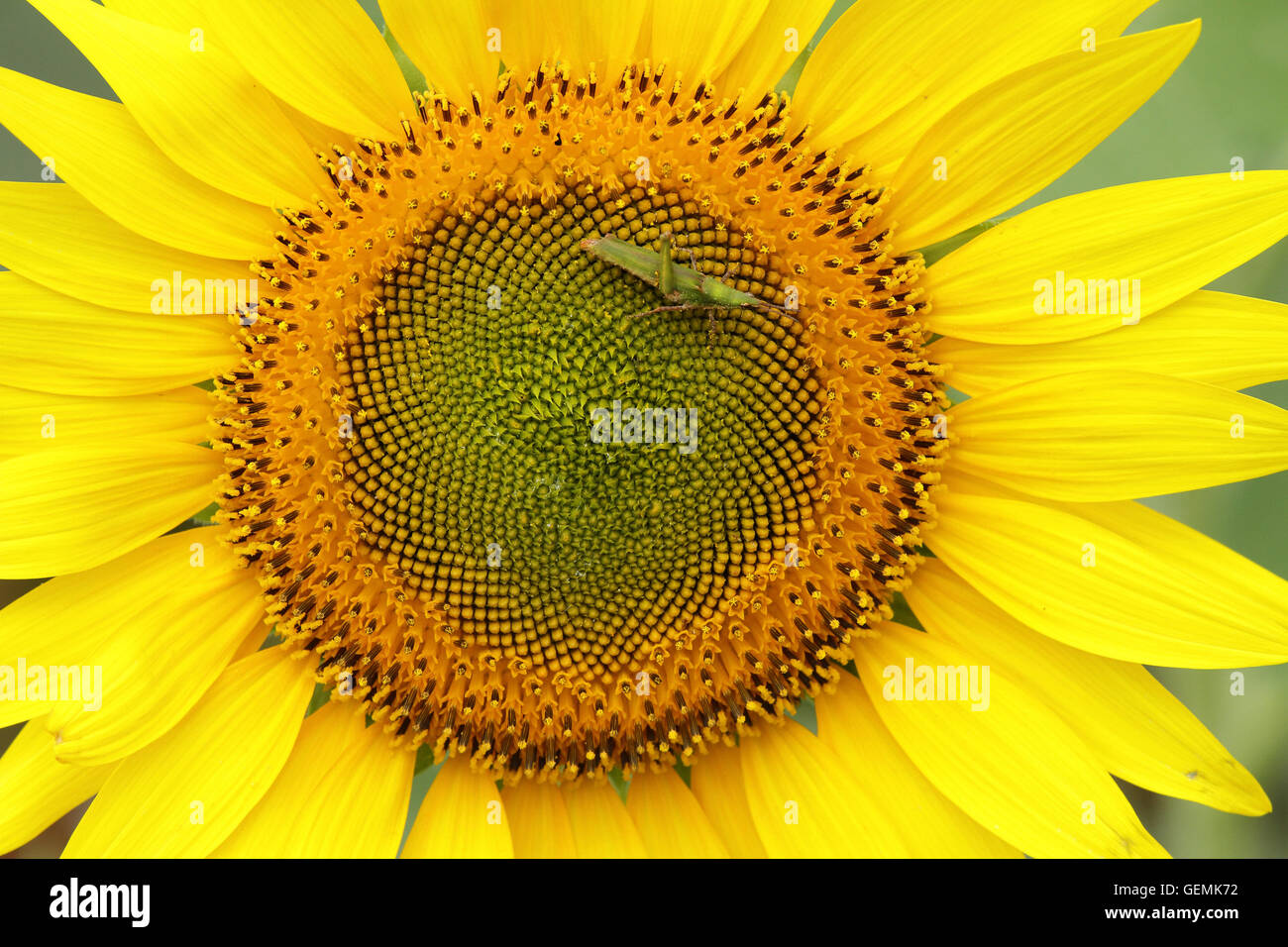 Green fly in Sunflower with natural background. Sunflower blooming ...