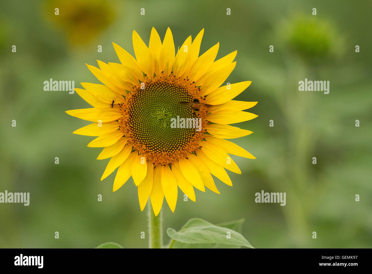 A bee collecting nectar on sunflower, macro Stock Photo - Alamy