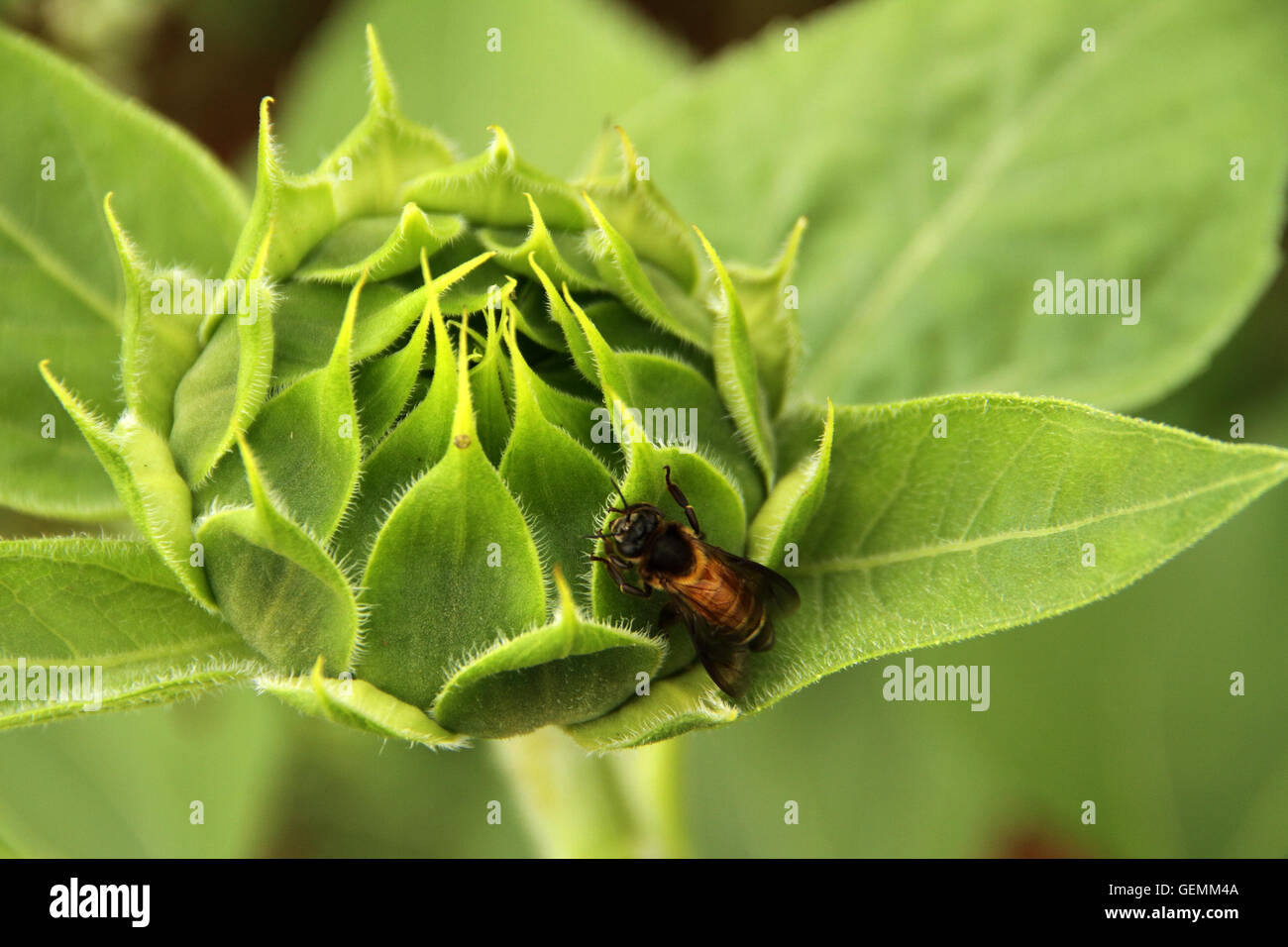 Oil collecting hairs hi-res stock photography and images - Alamy
