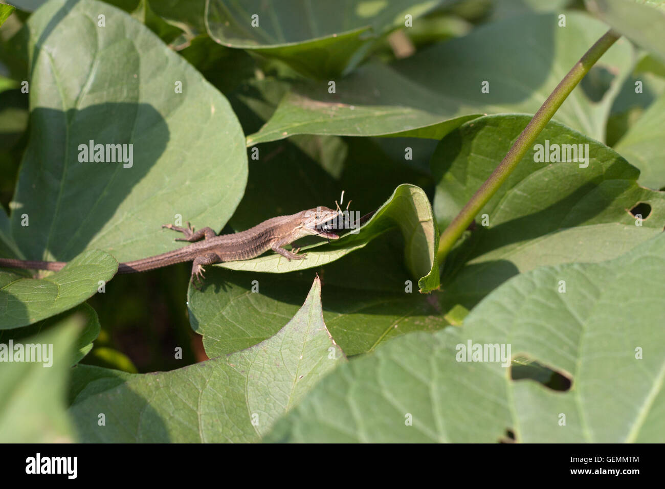 Japanese lizard hi-res stock photography and images - Alamy