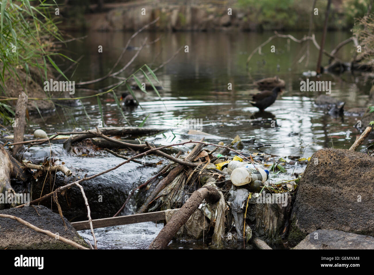 Pond waterway lake environment pollute pollution hi-res stock ...
