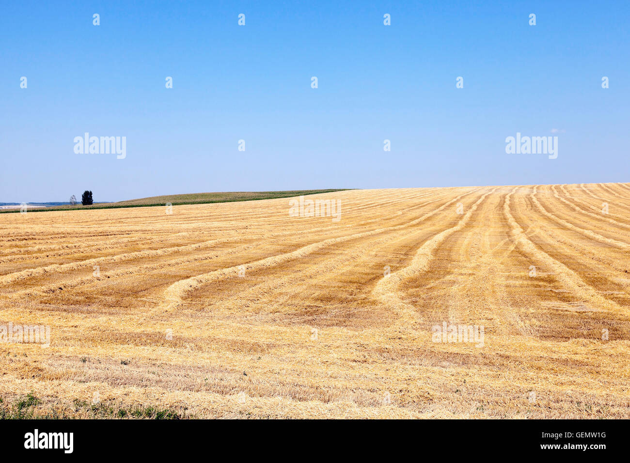 farm field cereals Stock Photo - Alamy