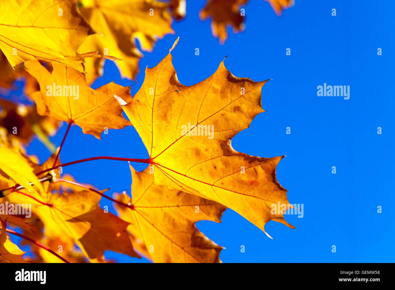 yellowed maple leaves Stock Photo - Alamy