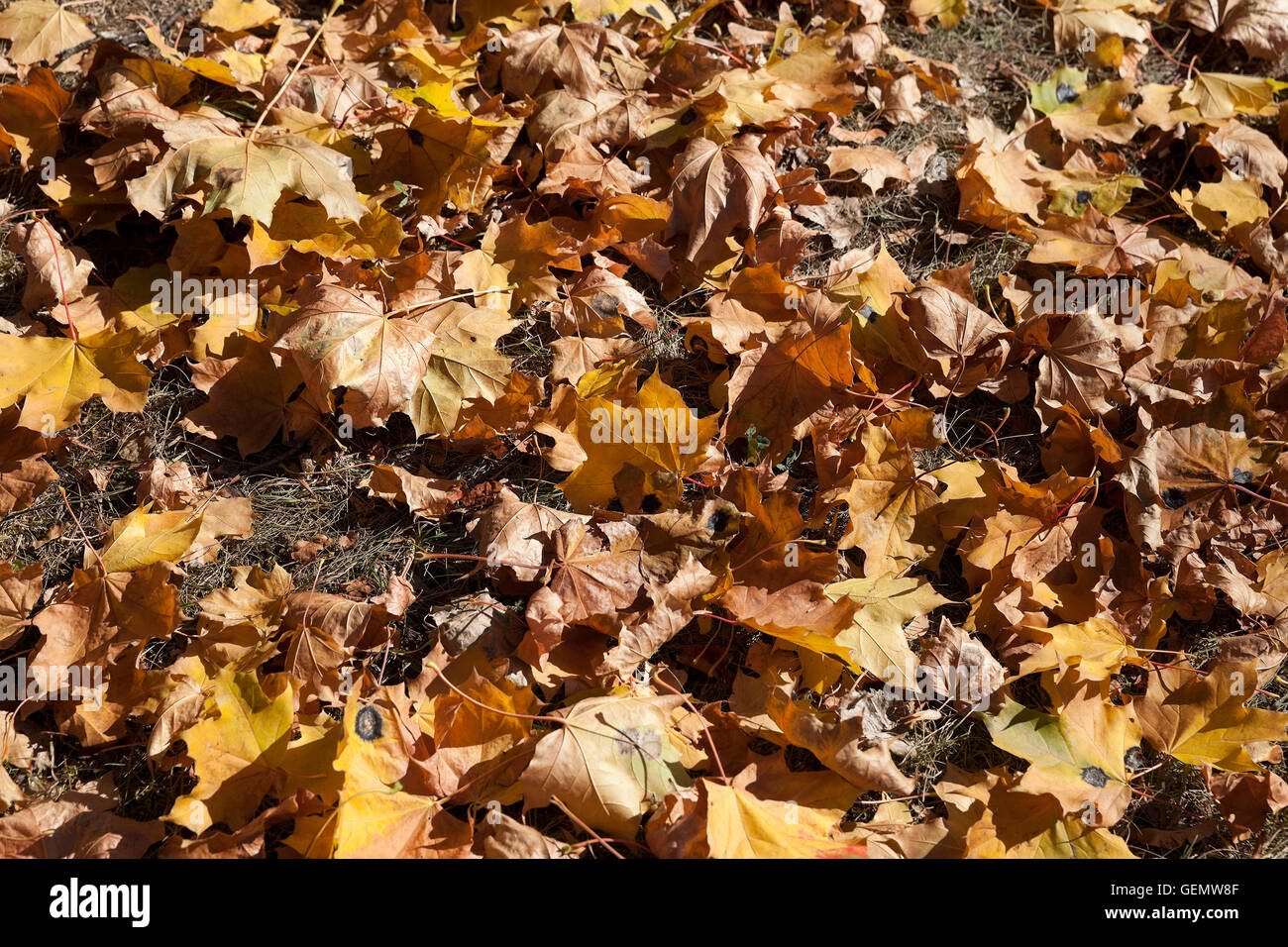 yellowing leaves on the trees Stock Photo - Alamy