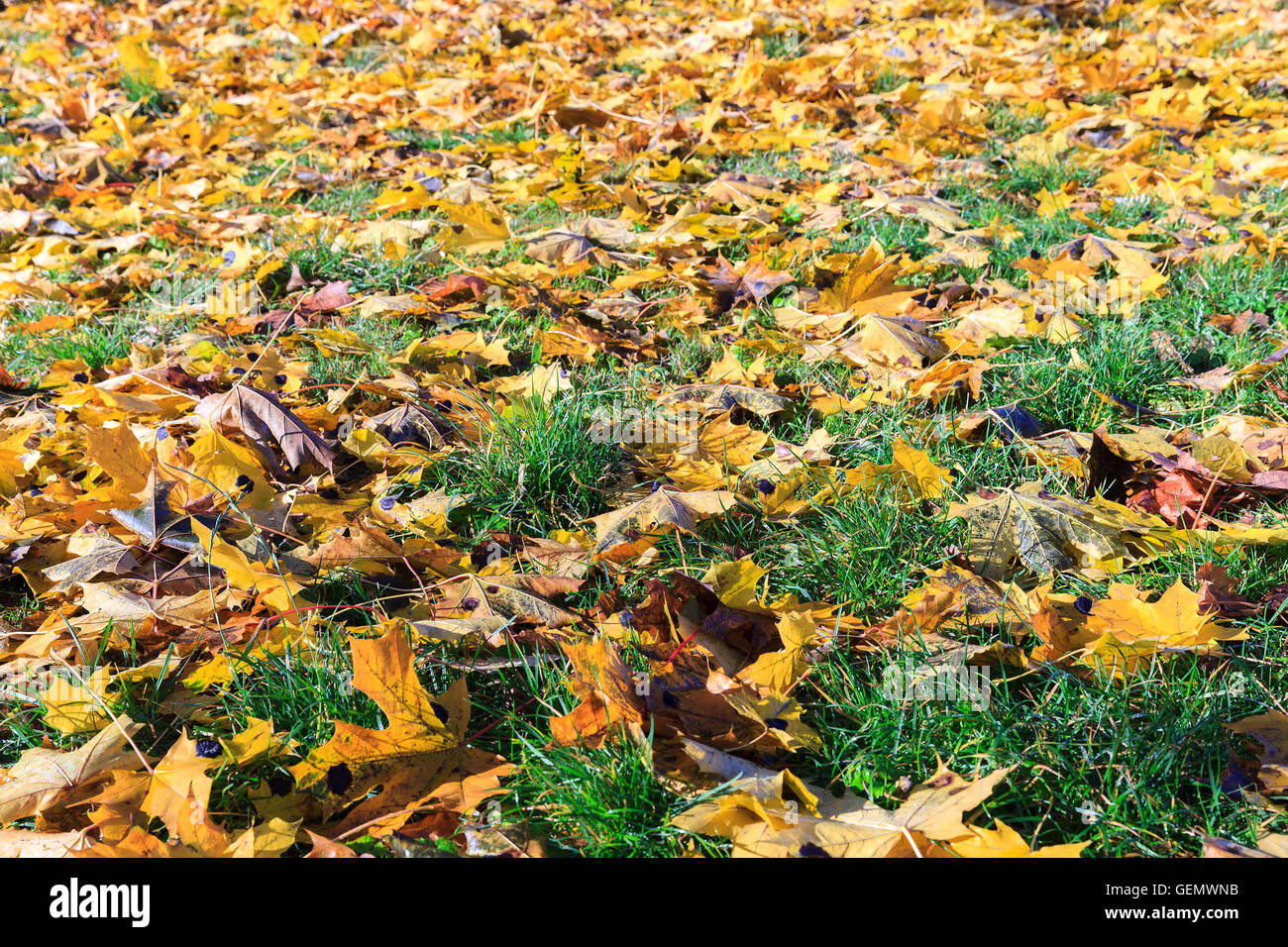 autumn foliage , trees Stock Photo - Alamy