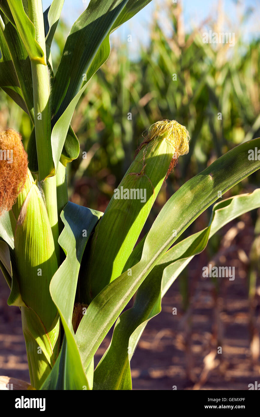 Field with corn Stock Photo - Alamy
