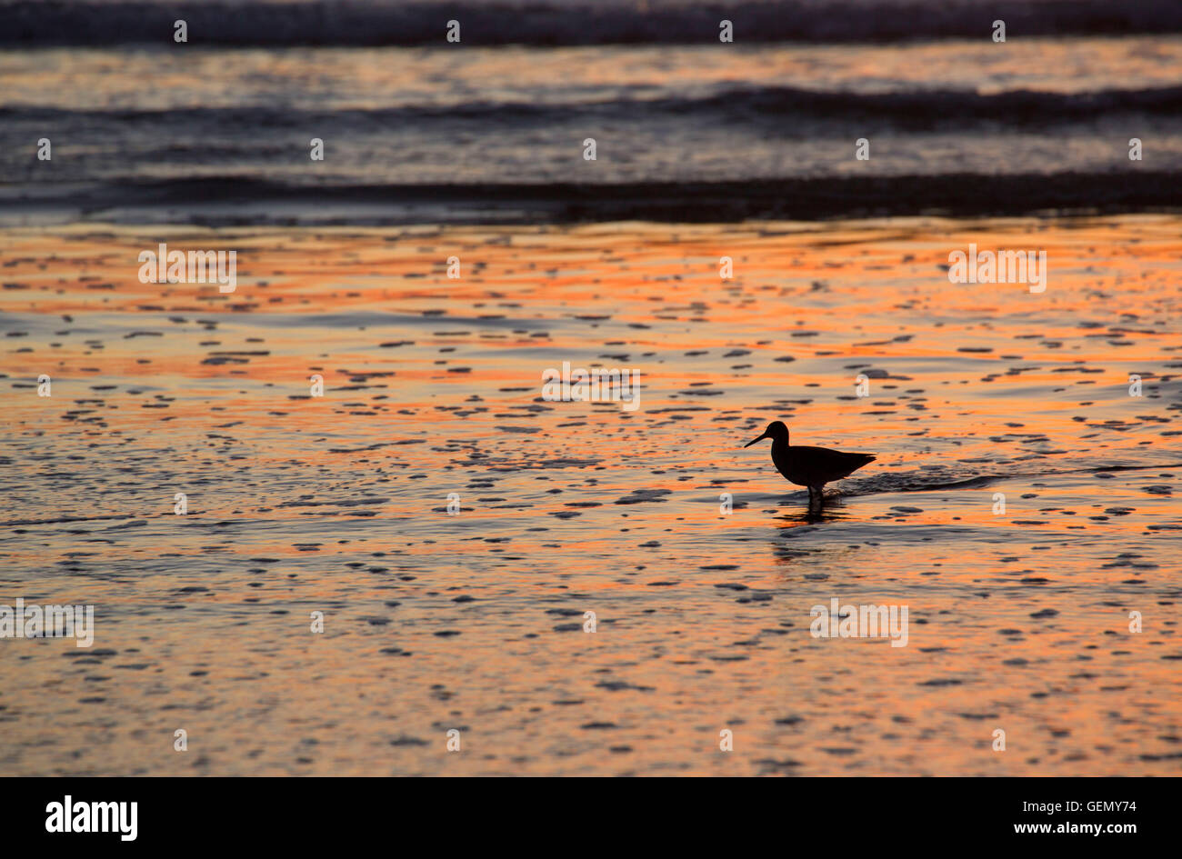 Shorebird sunset at Ocean Beach, Golden Gate National Recreation Area ...