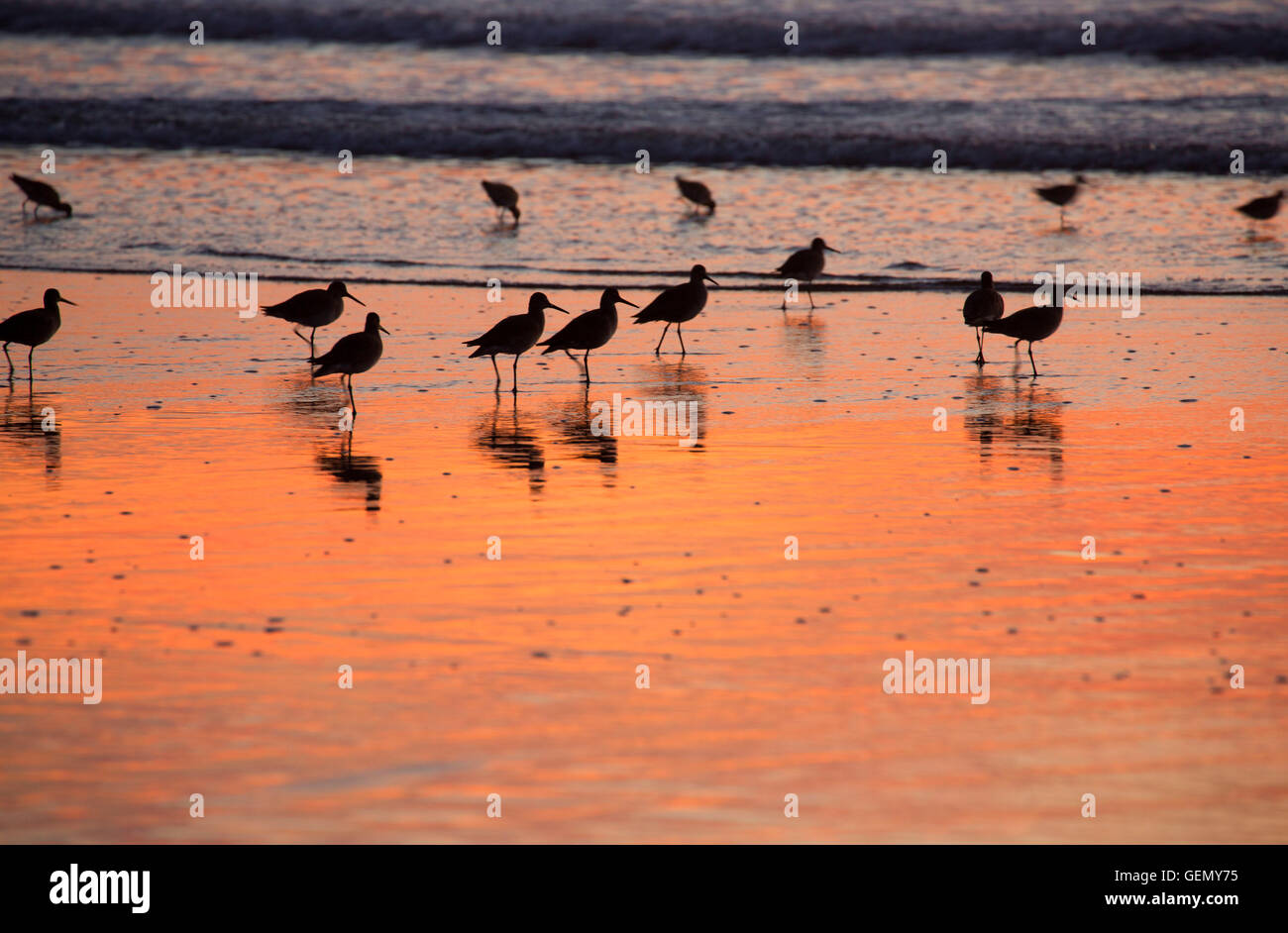 Shorebird sunset at Ocean Beach, Golden Gate National Recreation Area ...