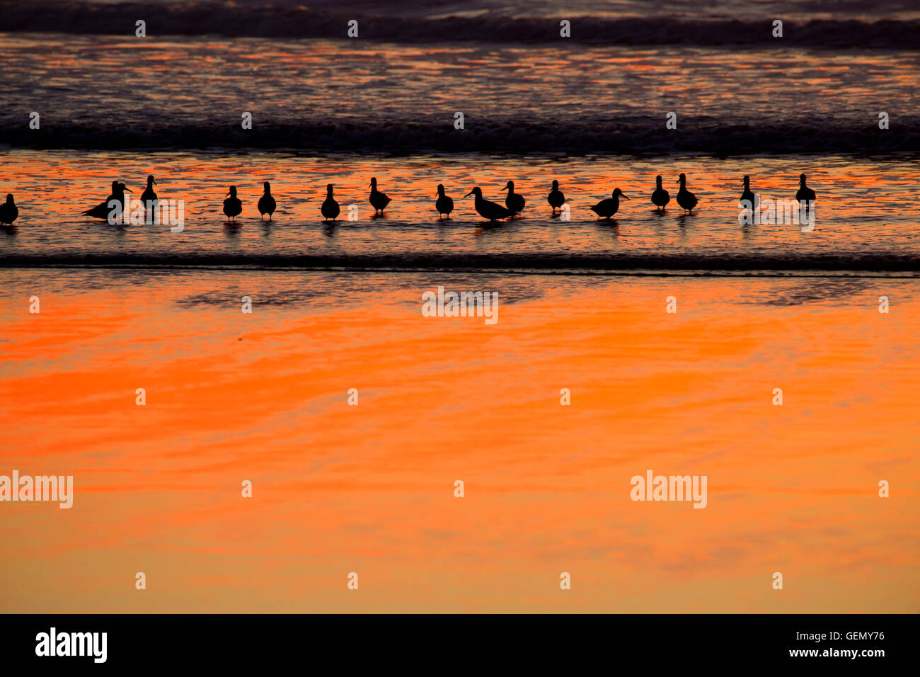 Shorebird sunset at Ocean Beach, Golden Gate National Recreation Area ...