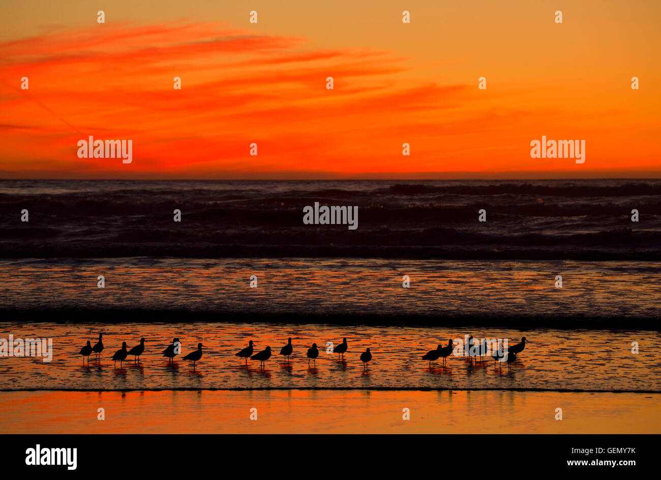 Willet shorebird bird sunset beach hi-res stock photography and images ...
