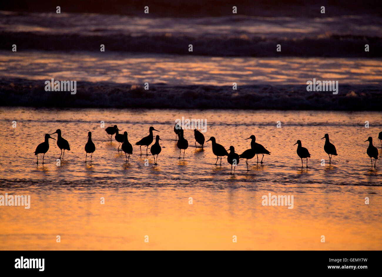 Shorebird sunset at Ocean Beach, Golden Gate National Recreation Area ...