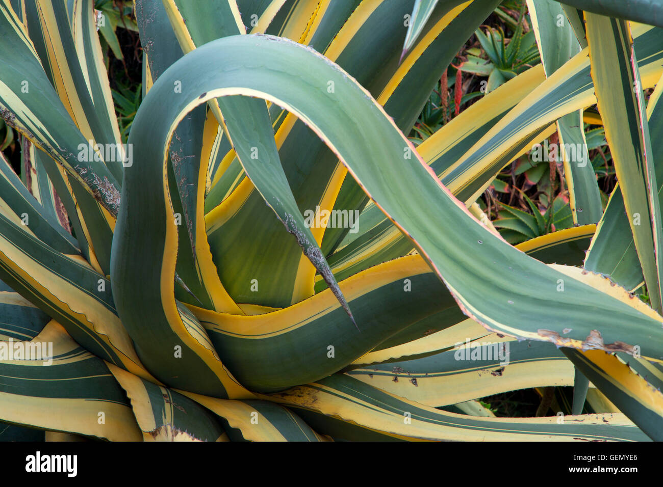 Century plant, Golden Gate Park, San Francisco, California Stock Photo ...