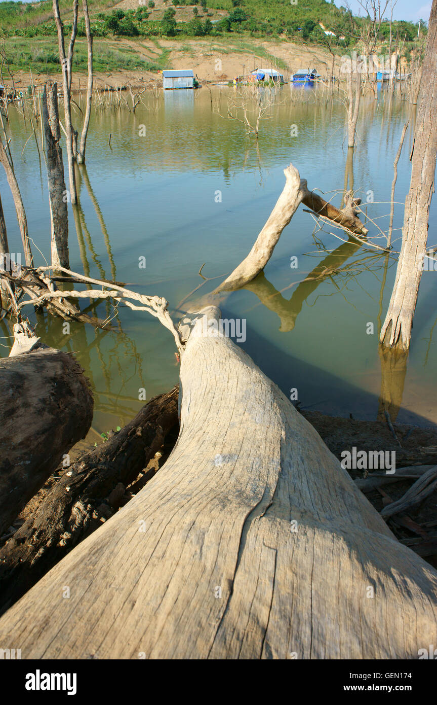 Deforestation at Vietnam countryside, stump solitary, jungle damaged ...