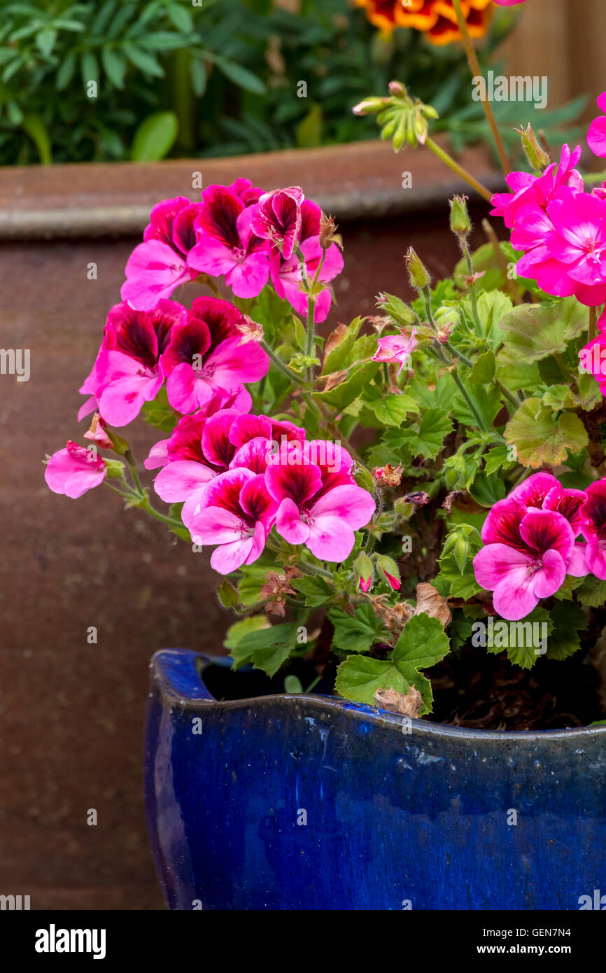 Pelargoniums hi-res stock photography and images - Alamy
