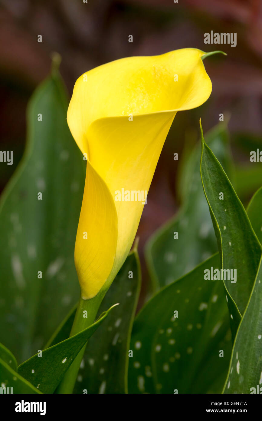 Yellow Form High Resolution Stock Photography and Images - Alamy