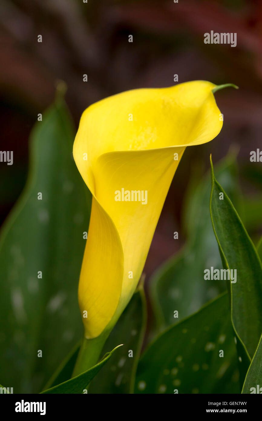 Arum Lily. Zantedeschia aethiopica (Yellow form Stock Photo - Alamy