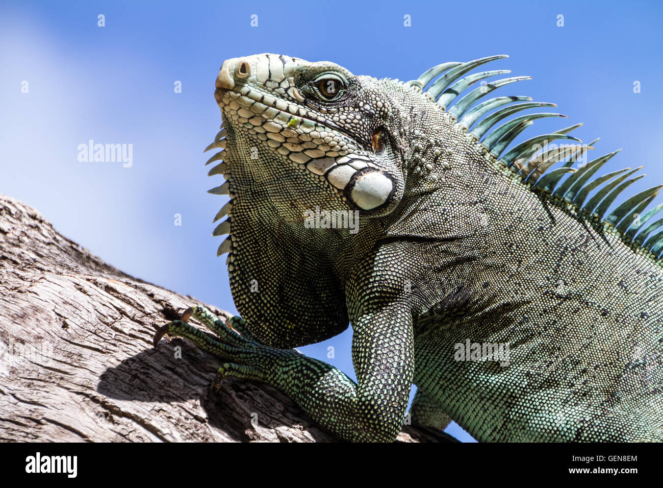 Green Iguana lizard Stock Photo - Alamy