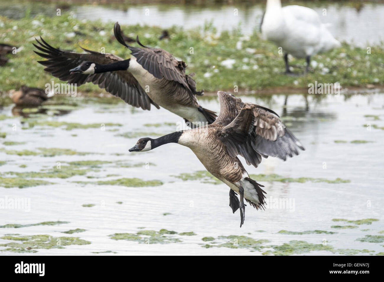 Canada goose coming into land hi-res stock photography and images - Alamy