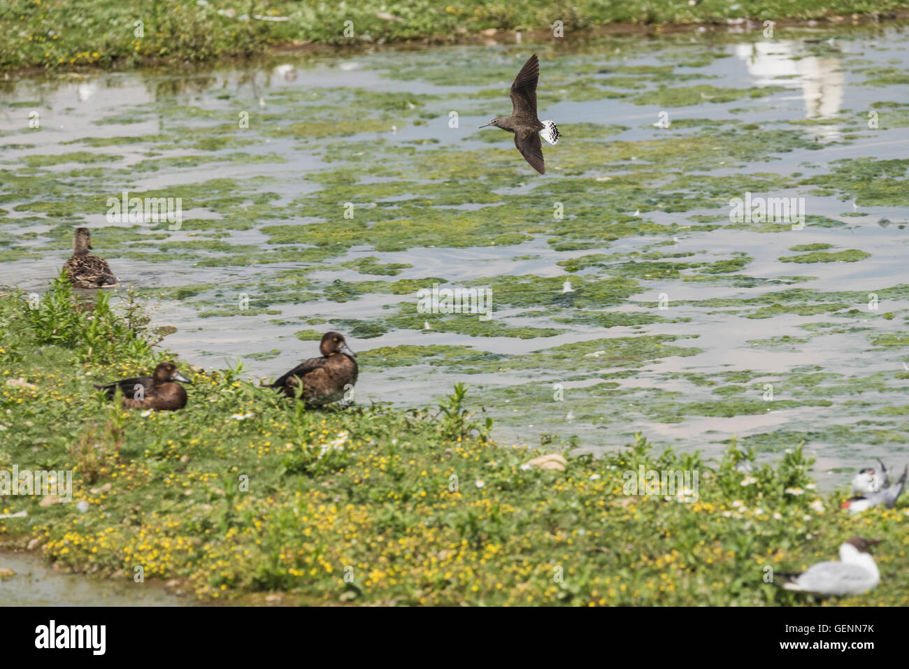 A flying Green Sandpiper Stock Photo - Alamy
