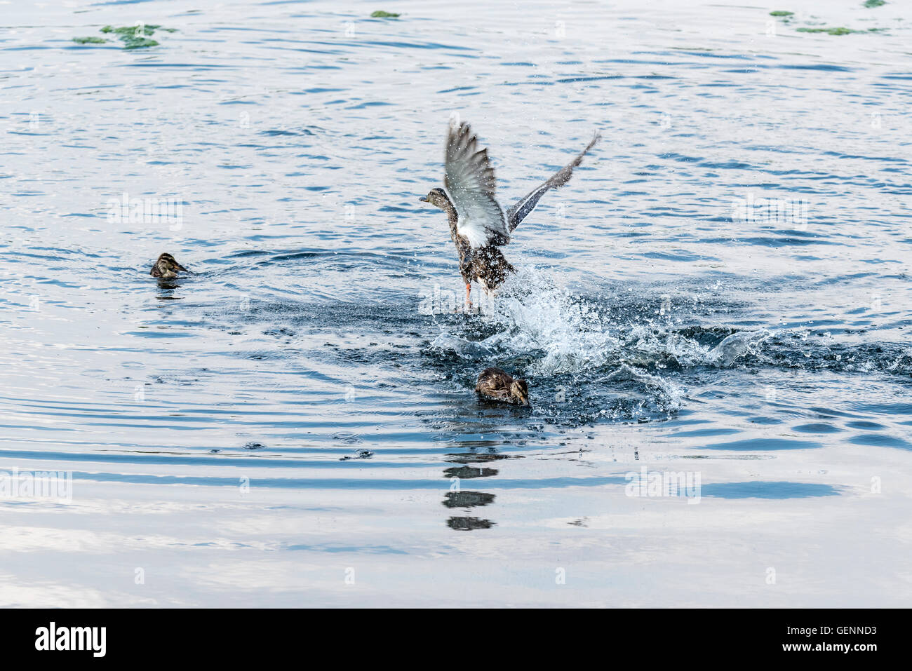 Mallard ducklings with one wing flapping Stock Photo - Alamy
