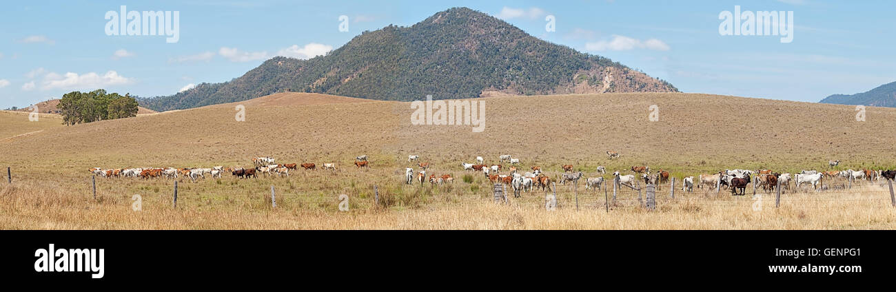 Outback rural Australia panorama landscape cattle country cows on ranch ...