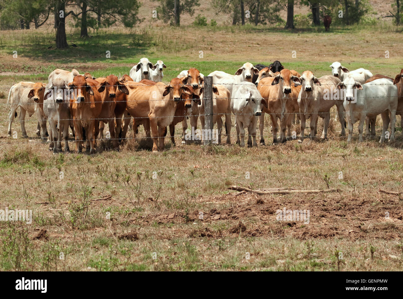 Cattle restraint hi-res stock photography and images - Alamy