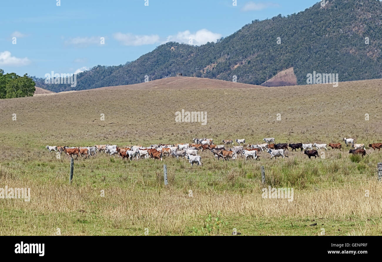 Australian cattle station High Resolution Stock Photography and Images ...