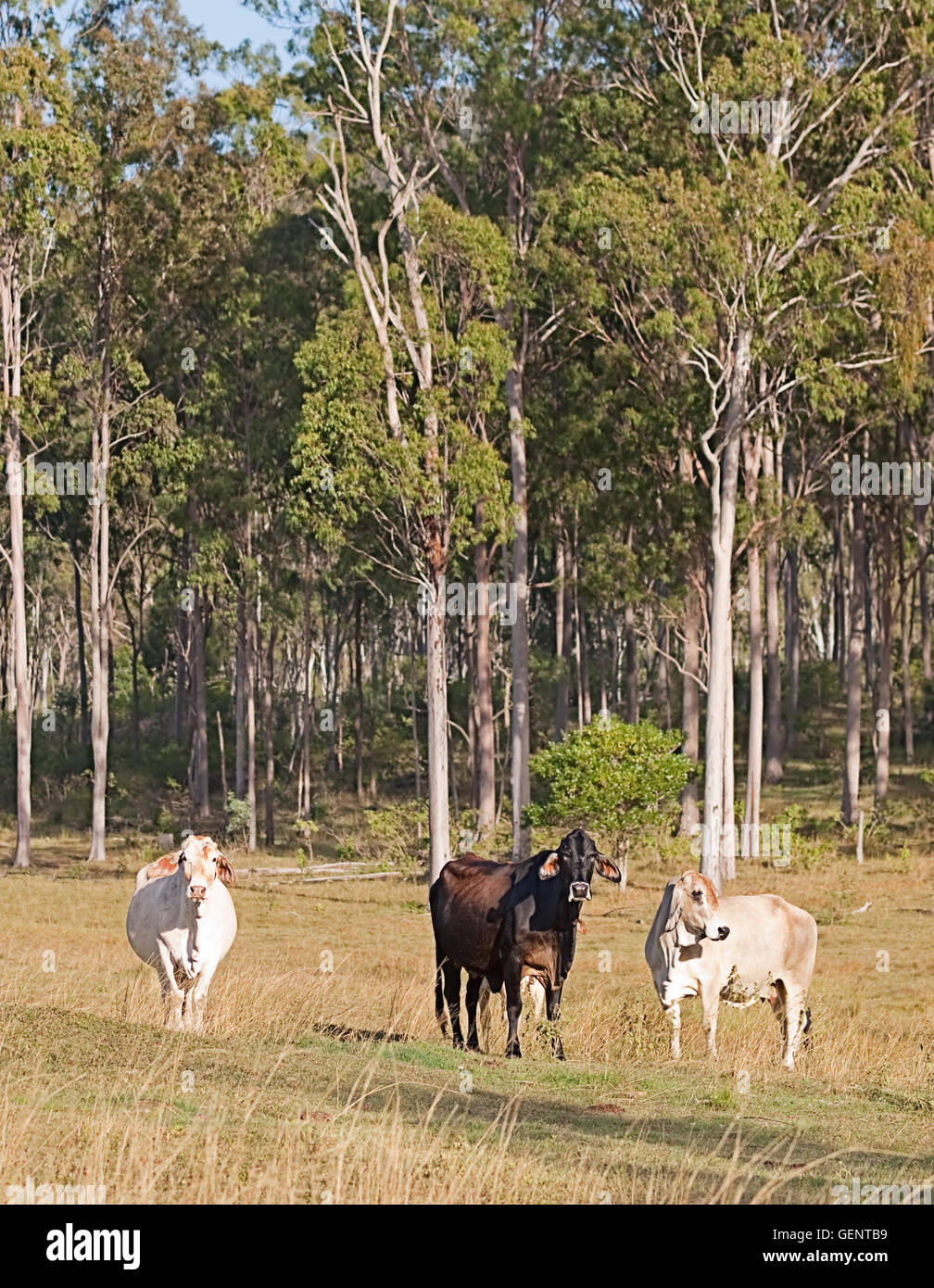 Australia cow breeding hi-res stock photography and images - Alamy