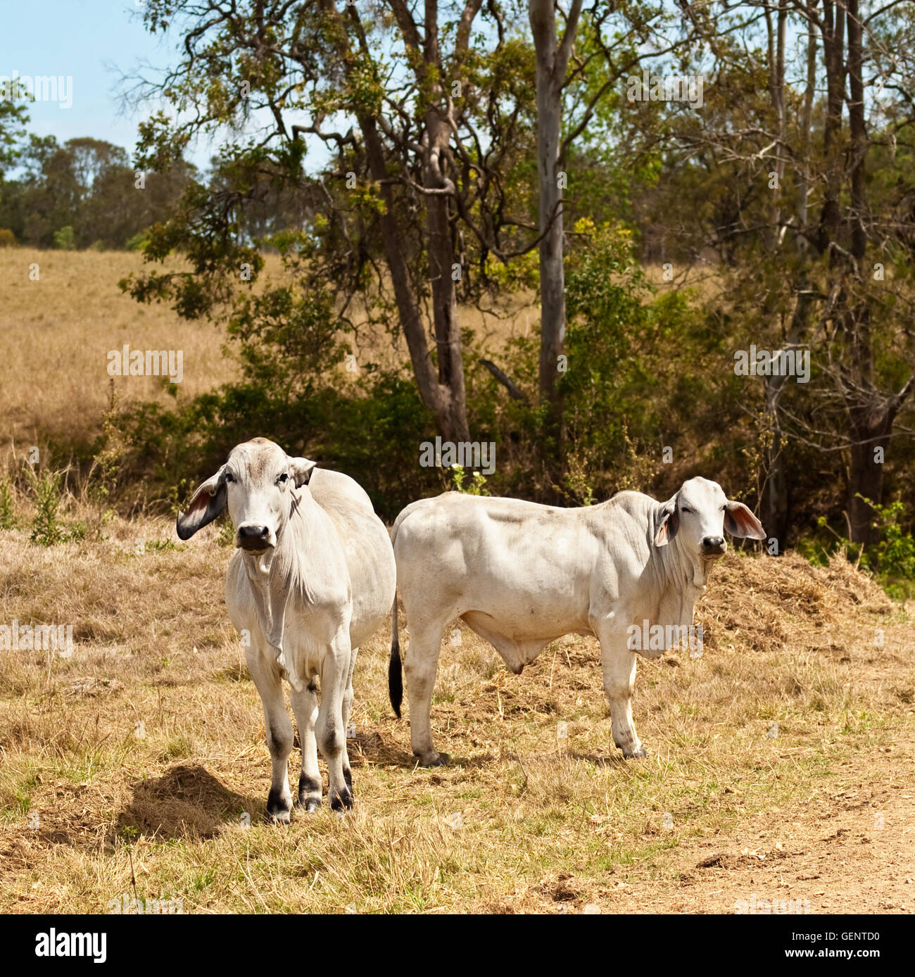 Australian outback cattle hi-res stock photography and images - Alamy