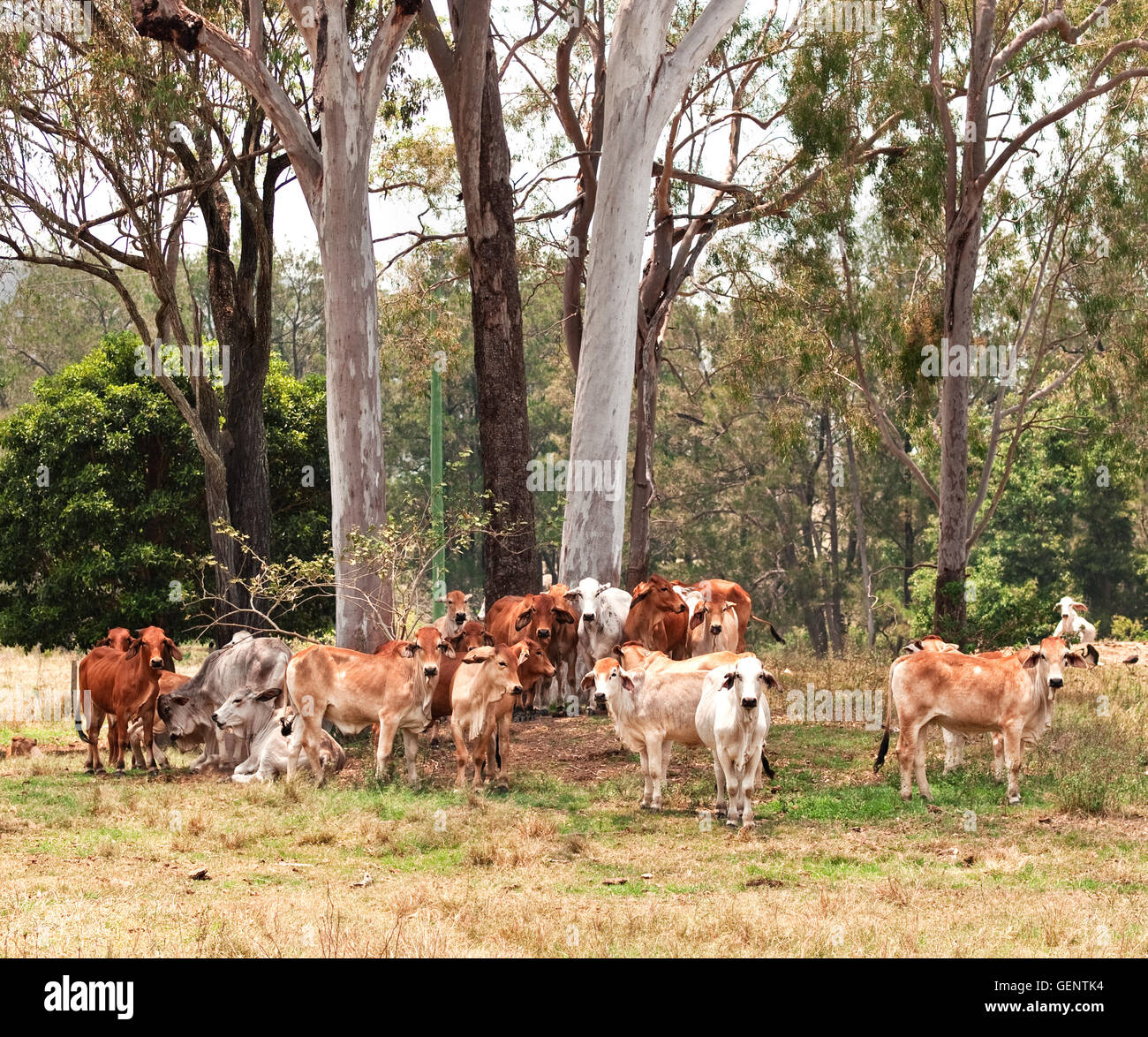 Australian cattle station High Resolution Stock Photography and Images ...