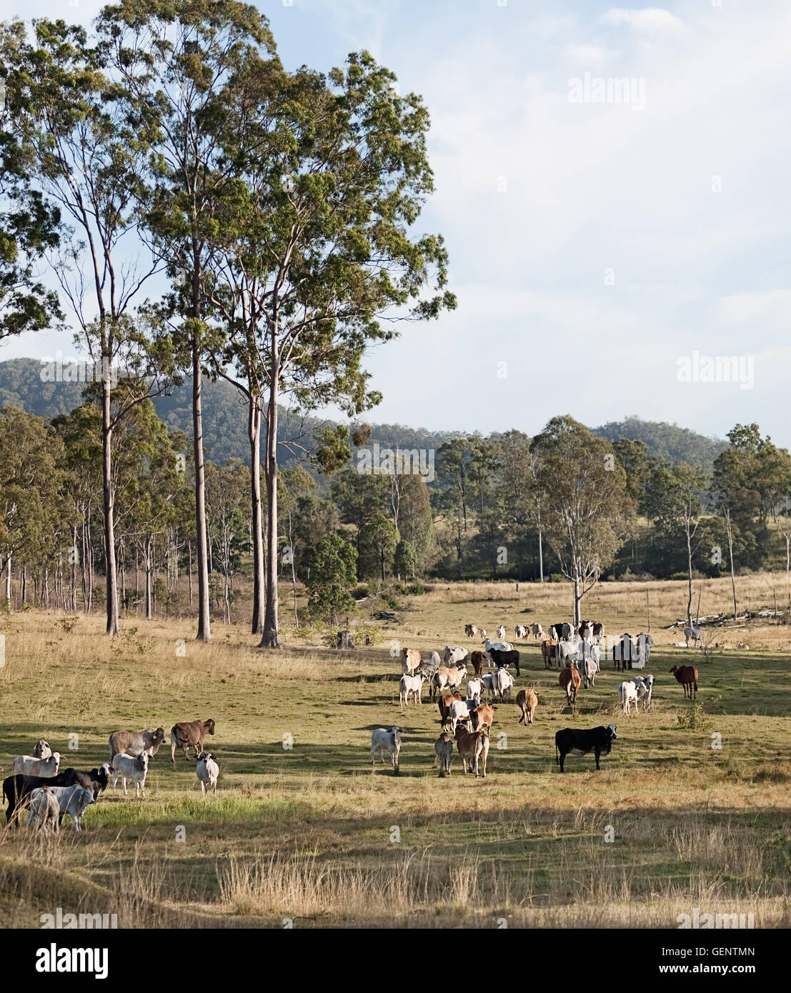 Herd of cows on Australian beef cattle station rural ranch Stock Photo ...