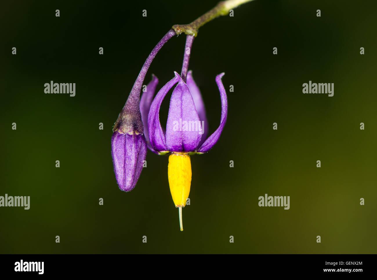 Bittersweet nightshade (Solanum dulcamara). Purple and yellow flower of ...