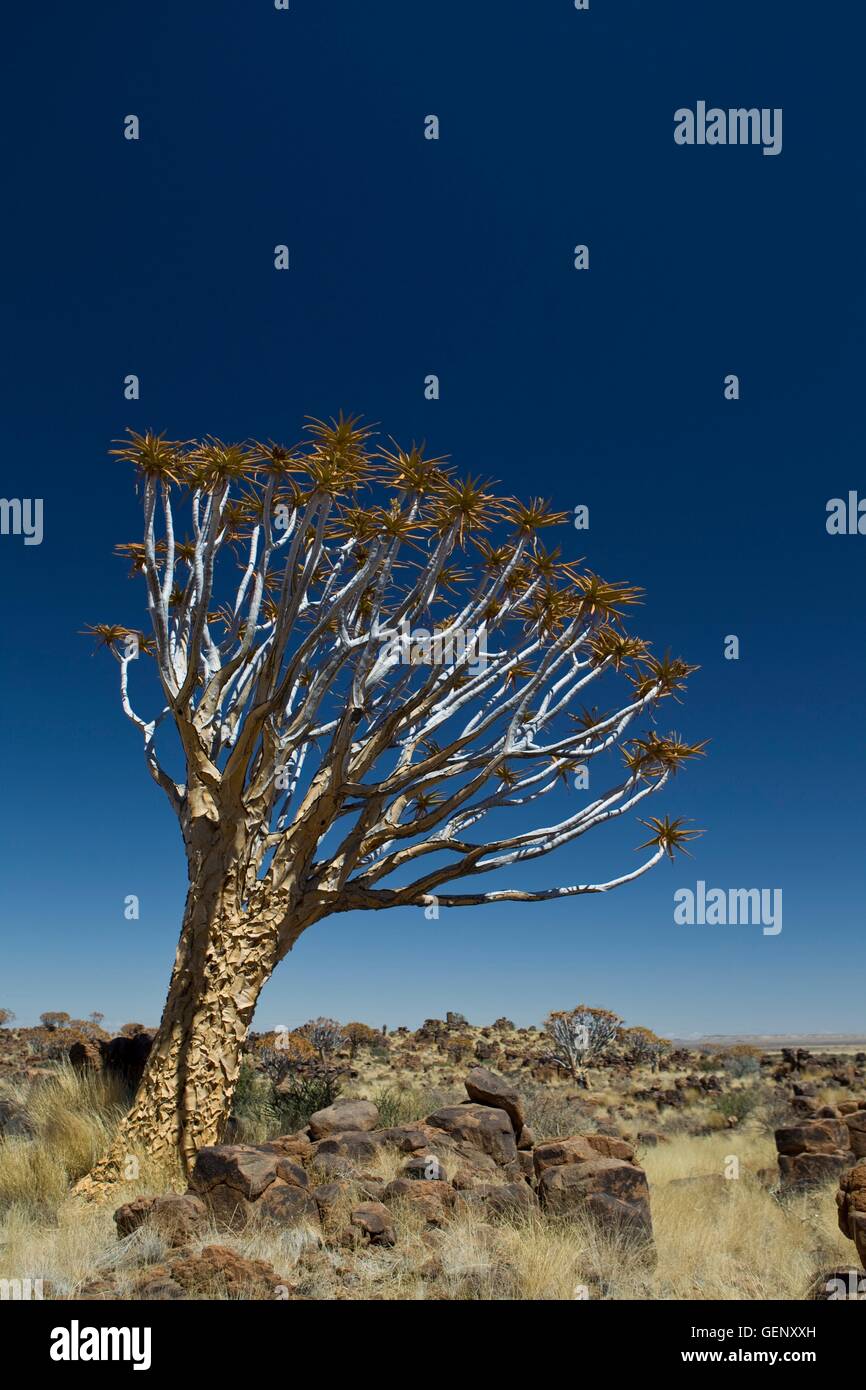 Quiver tree forest kokerboom woud hi-res stock photography and images ...