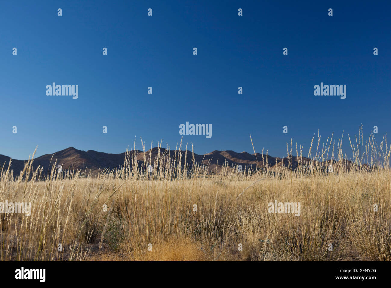 Savanna areas hi-res stock photography and images - Alamy