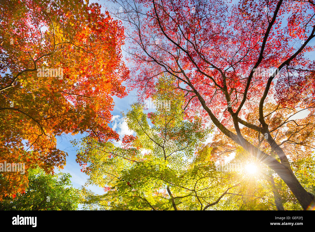 Colorful autunm treetops Stock Photo - Alamy