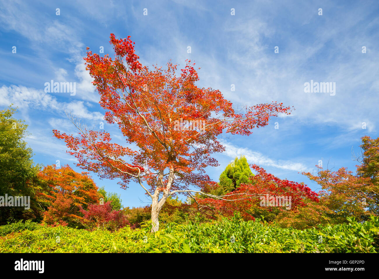 Colorful autunm tree Stock Photo - Alamy