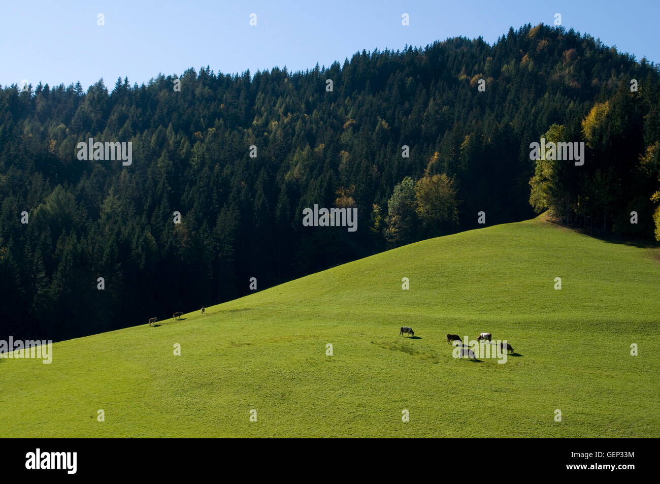 Breeding mount hi-res stock photography and images - Alamy