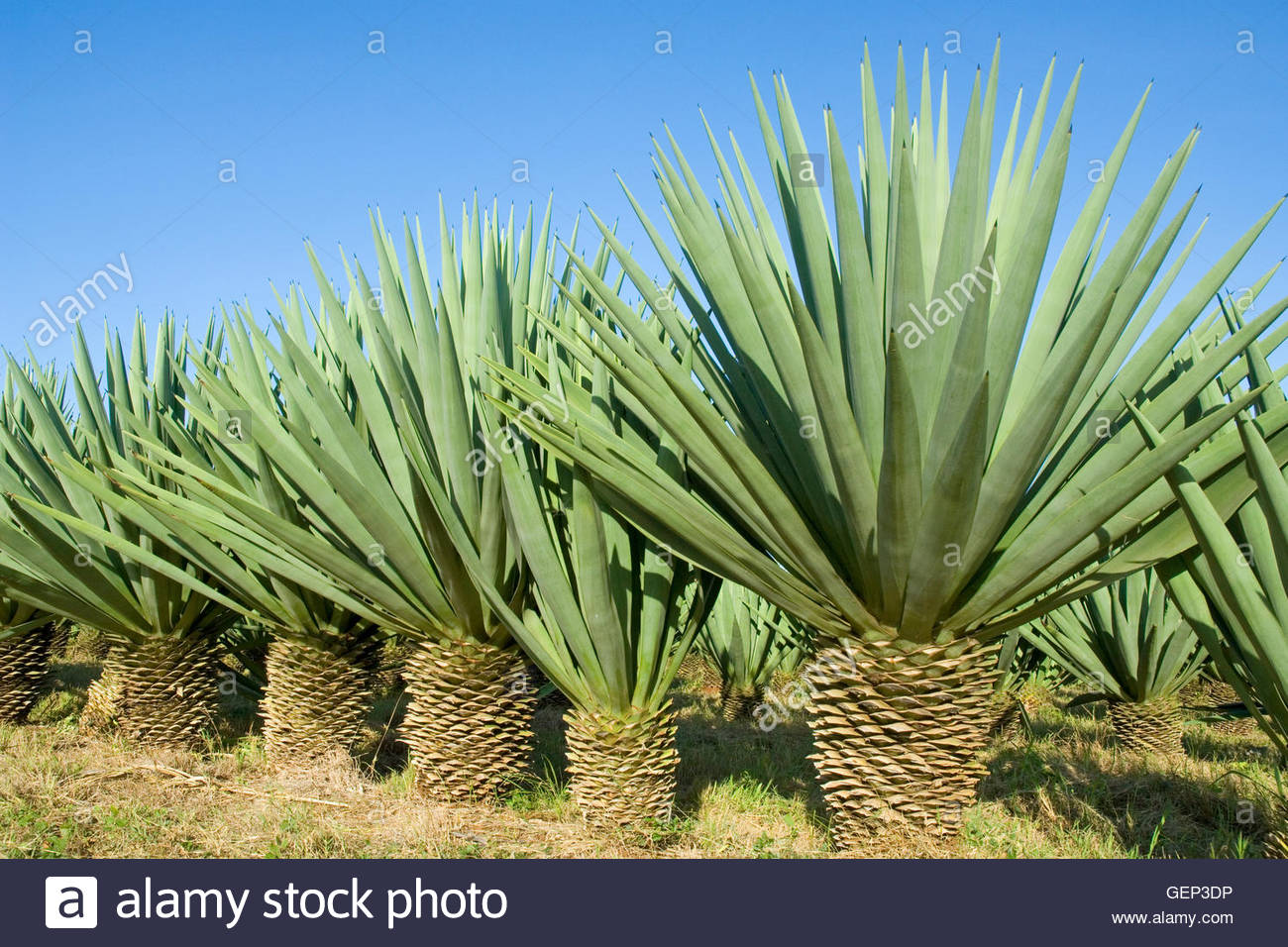 Sisal Agave Agave Sisalana Plantation Stock Photos & Sisal Agave Agave ...