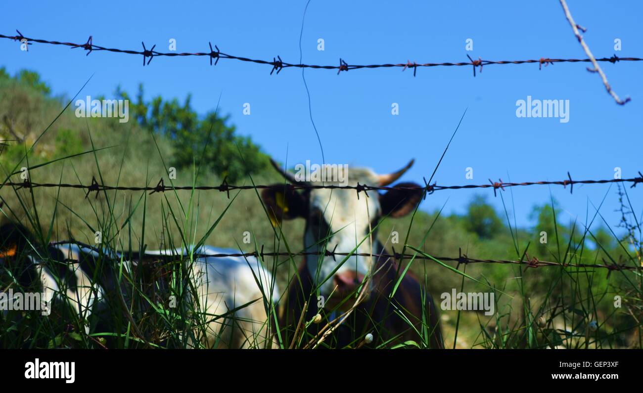 Horned black and white cow behind a barbed wire fence Stock Photo - Alamy
