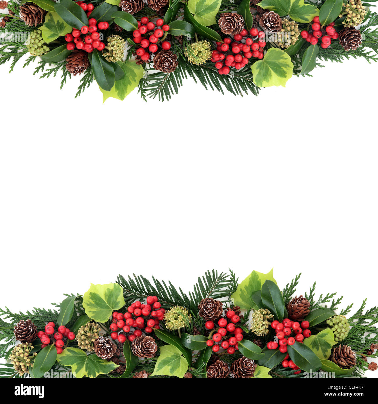 Winter and christmas background border with flora of holly and red ...