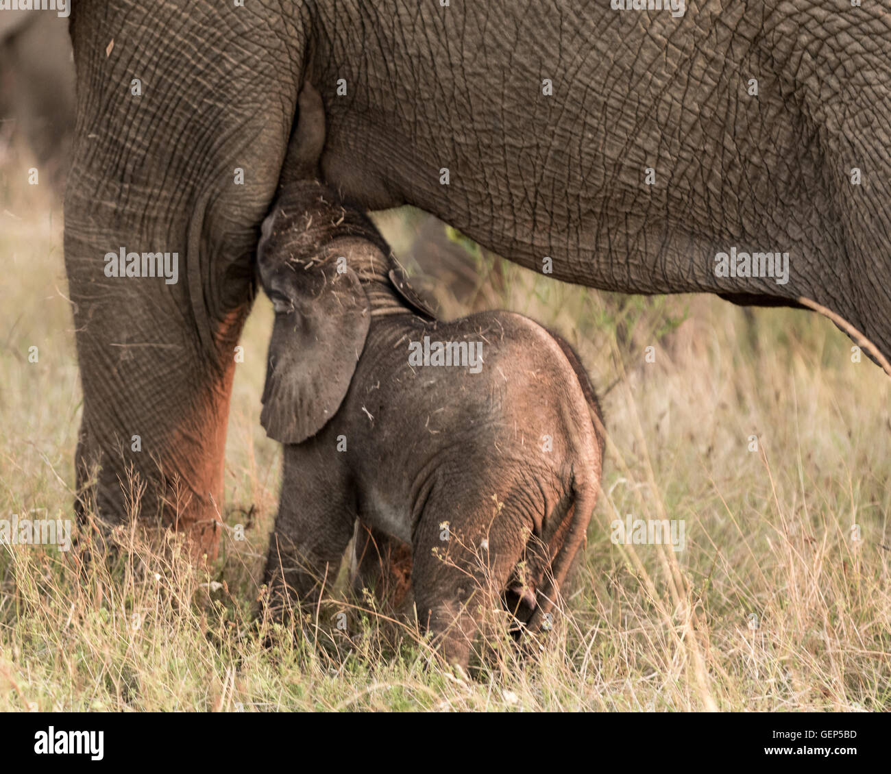 New Born Elephant Calf Suckling From Its Mother Stock Photo - Alamy