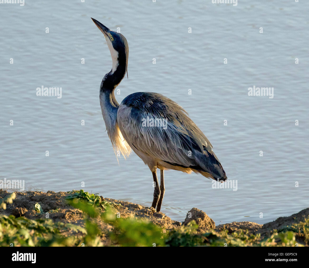 The black-headed heron (Ardea melanocephala) At The Riverside Stock ...