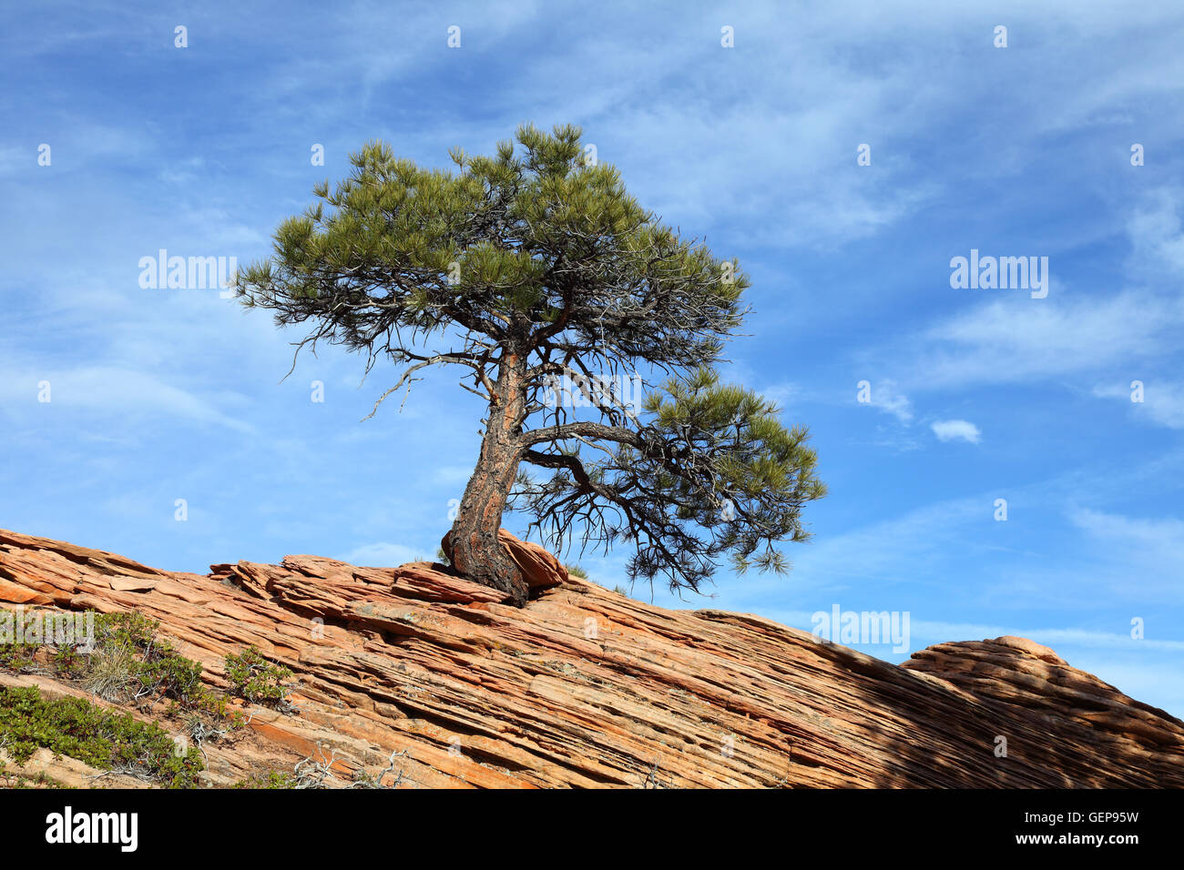 Pinie tree hi-res stock photography and images - Alamy