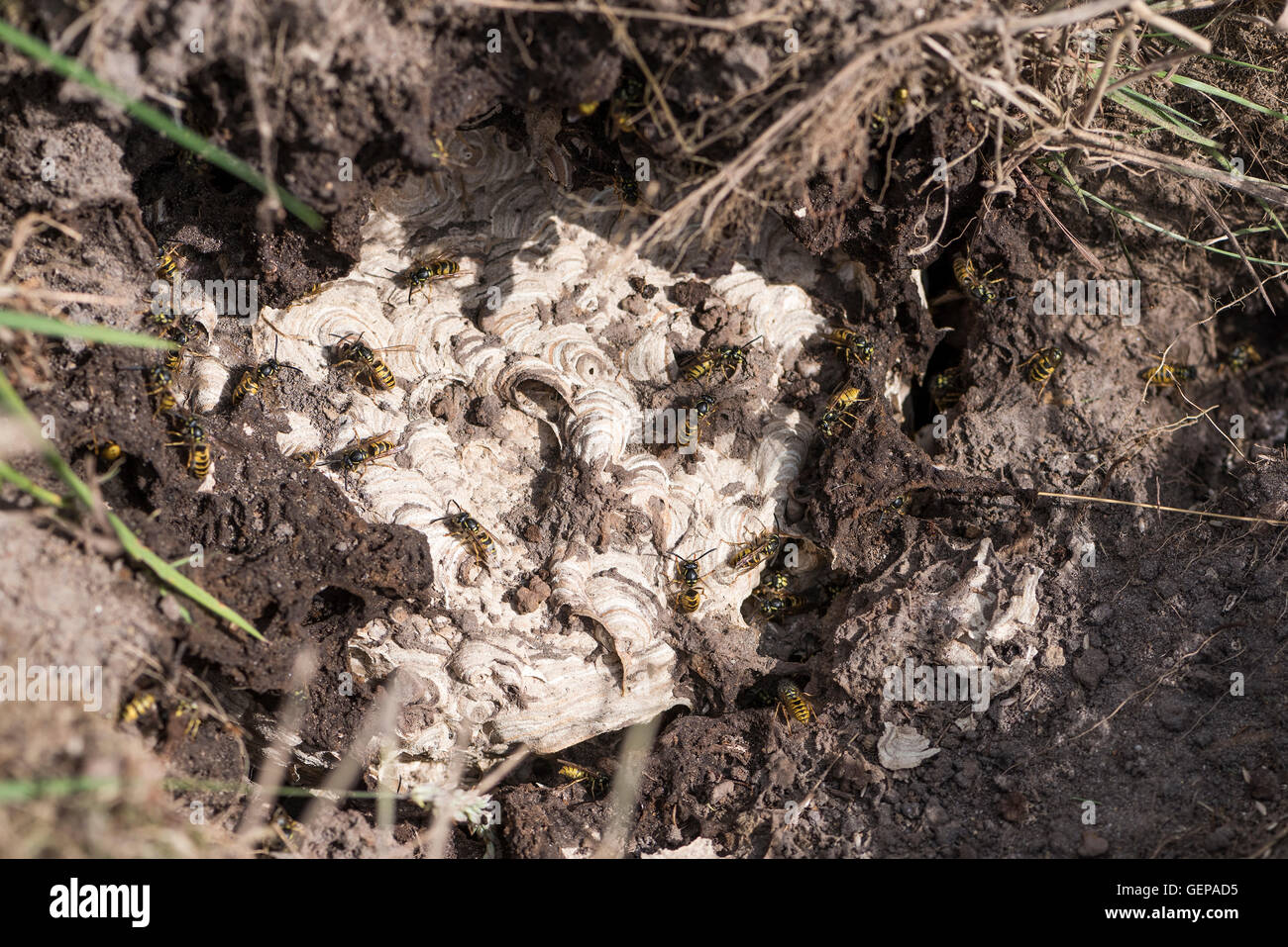 An underground wasp's nest in a field in the New Forest, Hampshire ...