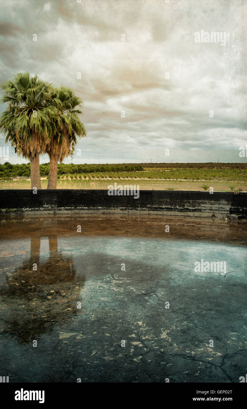 Palm Trees by Dam in Kalahari Region of Namibia Stock Photo - Alamy